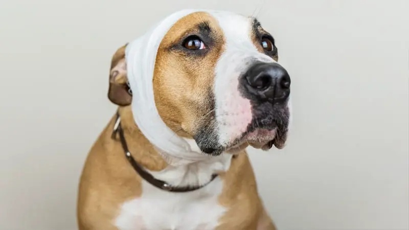 Cómo cuidar la oreja rasgada de un perro | Asistir.lat